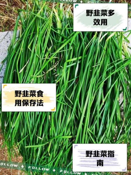 野韭菜的功效与作用_野韭菜怎么吃最健康-第1张图片-山城妙识