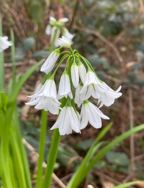 野韭菜的功效与作用_野韭菜怎么吃最健康-第2张图片-山城妙识