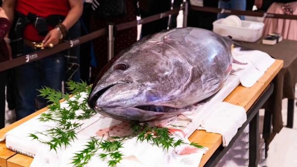 最贵的鱼多少钱一条_为什么蓝鳍金枪鱼这么贵-第3张图片-山城妙识