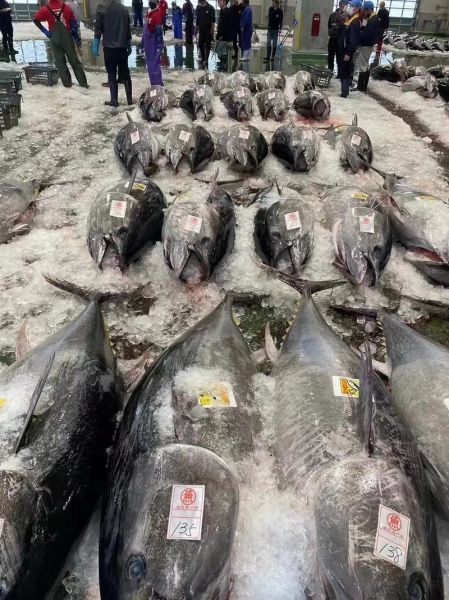 最贵的鱼多少钱一条_为什么蓝鳍金枪鱼这么贵-第2张图片-山城妙识