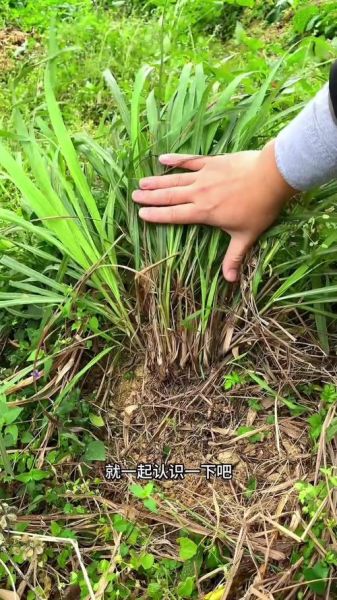 香茅草什么人不能吃_香茅草禁忌人群-第3张图片-山城妙识