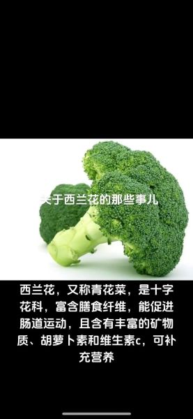 西兰花可以天天吃吗_西兰花的副作用有哪些-第3张图片-山城妙识 西兰花可以天天吃吗_西兰花的副作用有哪些-第3张图片-山城妙识