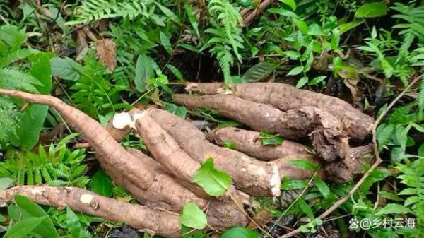 野葛根的作用与功效_野葛根丰胸真的有用吗-第3张图片-山城妙识 野葛根的作用与功效_野葛根丰胸真的有用吗-第3张图片-山城妙识