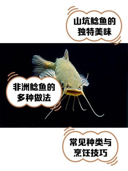 鲶鱼种类有哪些_如何区分常见鲶鱼-第2张图片-山城妙识 鲶鱼种类有哪些_如何区分常见鲶鱼-第2张图片-山城妙识