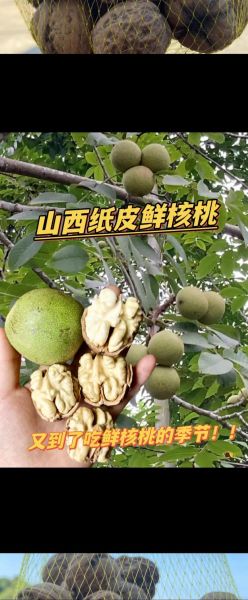 鲜核桃怎么保存_鲜核桃营养价值高吗-第3张图片-山城妙识