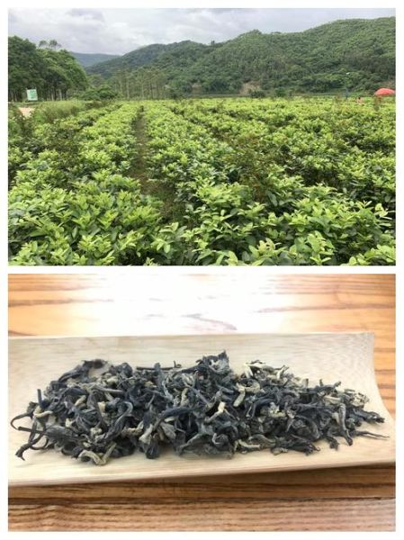 芭乐叶茶降血糖吗_芭乐叶茶怎么喝才有效-第3张图片-山城妙识