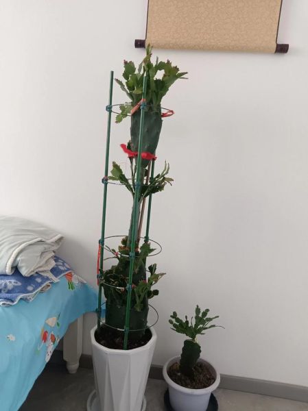 蟹爪兰怎么嫁接_蟹爪兰嫁接后多久能晒太阳-第3张图片-山城妙识