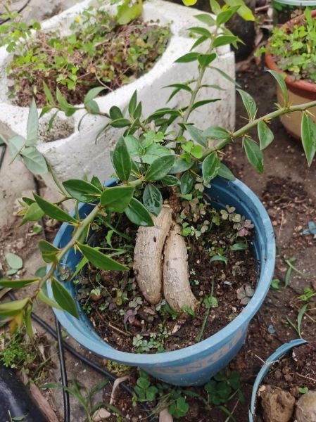 蟹爪兰怎么嫁接_蟹爪兰嫁接后多久能晒太阳-第1张图片-山城妙识