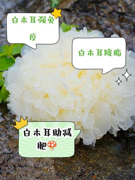 白木耳的功效与作用及副作用_什么人不能吃-第1张图片-山城妙识 白木耳的功效与作用及副作用_什么人不能吃-第1张图片-山城妙识