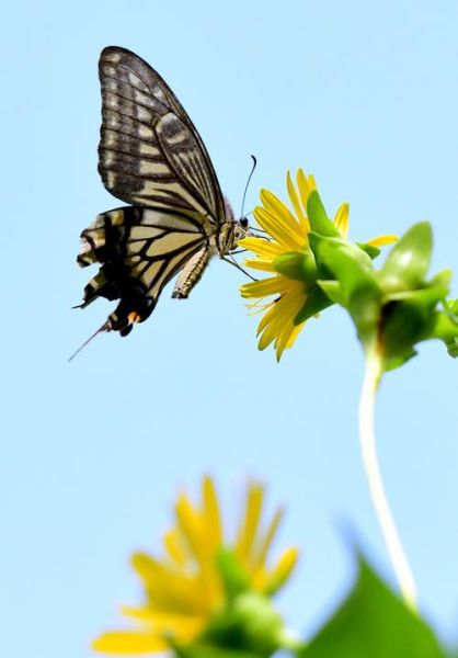 蝴蝶图片大全大图_如何拍摄高清蝴蝶照片-第1张图片-山城妙识