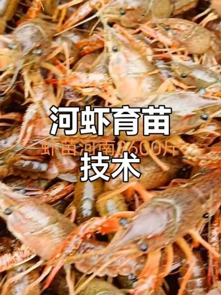 小龙虾怎么养不会死_小龙虾养殖不死秘诀-第1张图片-山城妙识