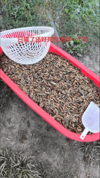 小龙虾怎么养不会死_小龙虾养殖不死秘诀-第2张图片-山城妙识