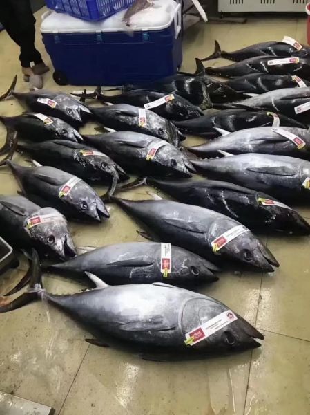 金枪鱼多少钱一斤2019_2019年金枪鱼价格走势-第3张图片-山城妙识