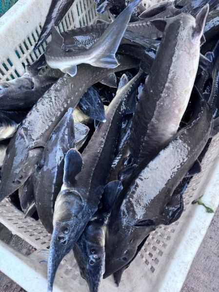 鲟鱼种类有哪些_如何区分鲟鱼品种-第3张图片-山城妙识