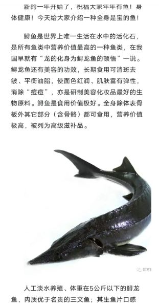 鲟鱼种类有哪些_如何区分鲟鱼品种-第2张图片-山城妙识