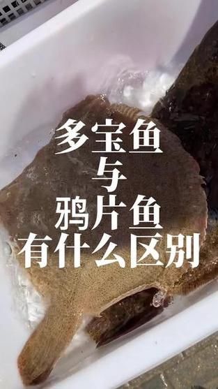 鲽鱼和鸦片鱼的区别_鸦片鱼是鲽鱼吗-第3张图片-山城妙识