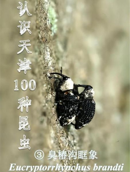 臭椿沟眶象怎么防治_臭椿沟眶象危害症状-第1张图片-山城妙识