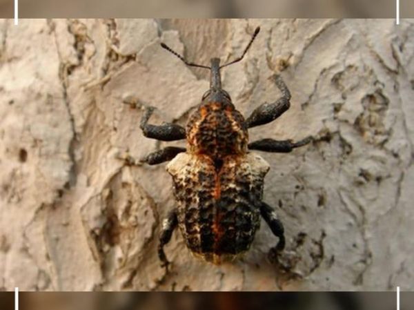 臭椿沟眶象怎么防治_臭椿沟眶象危害症状-第3张图片-山城妙识