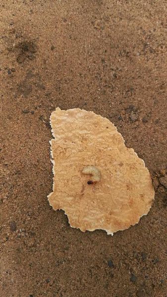 臭椿沟眶象怎么防治_臭椿沟眶象危害症状-第2张图片-山城妙识