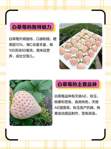 白色草莓多少钱一斤_白色草莓价格贵吗-第2张图片-山城妙识