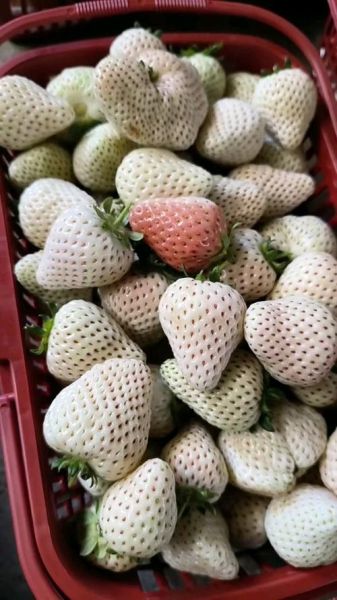 白色草莓多少钱一斤_白色草莓价格贵吗-第3张图片-山城妙识