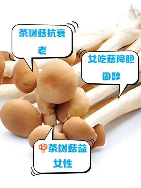 女人吃茶树菇的好处_茶树菇对女性有哪些功效-第1张图片-山城妙识