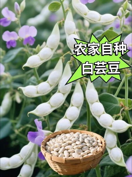 芸豆图片大全哪里找_芸豆品种怎么区分-第2张图片-山城妙识