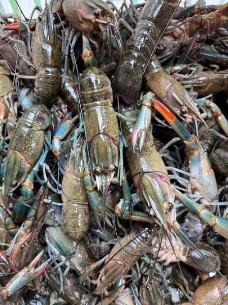 澳洲蓝龙虾养殖方法_如何养好澳洲蓝龙虾-第3张图片-山城妙识