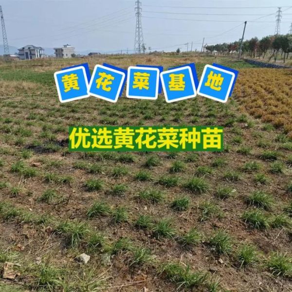 黄花菜种苗怎么选_黄花菜种苗价格多少钱一株-第1张图片-山城妙识