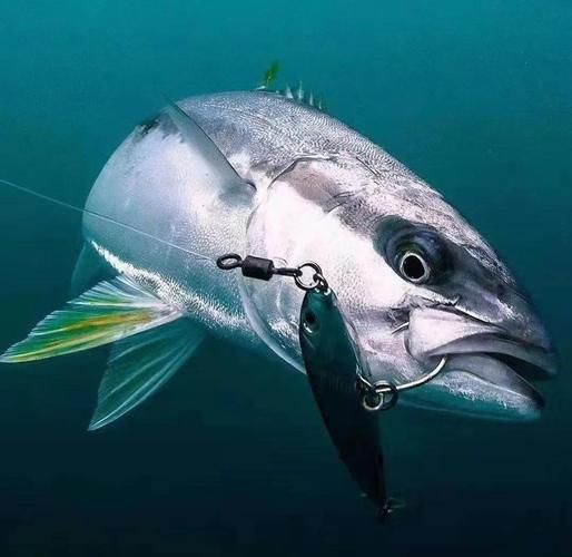 鲣鱼多少钱一斤_鲣鱼价格行情-第2张图片-山城妙识