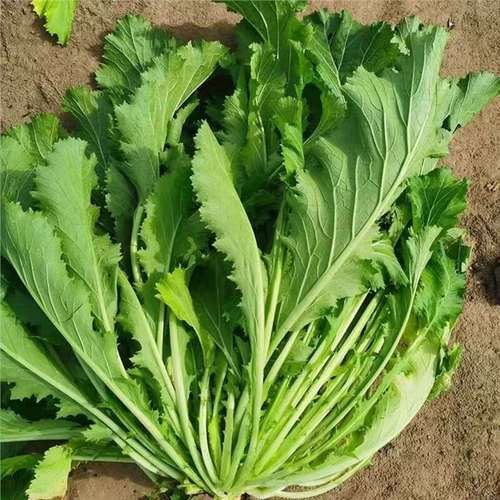 雪里红种子功效与作用_雪里红种子怎么吃-第1张图片-山城妙识 雪里红种子功效与作用_雪里红种子怎么吃-第1张图片-山城妙识