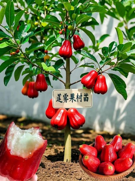 莲雾果树图片_莲雾果树怎么种-第3张图片-山城妙识 莲雾果树图片_莲雾果树怎么种-第3张图片-山城妙识