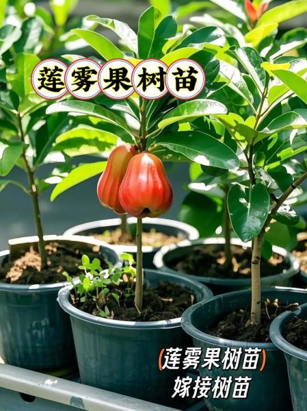 莲雾果树图片_莲雾果树怎么种-第2张图片-山城妙识 莲雾果树图片_莲雾果树怎么种-第2张图片-山城妙识