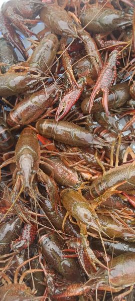 小龙虾怎么养_小龙虾养殖技术要点-第3张图片-山城妙识 小龙虾怎么养_小龙虾养殖技术要点-第3张图片-山城妙识