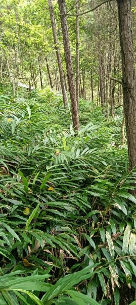 阳春砂仁多少钱一斤_正宗阳春砂仁价格行情-第3张图片-山城妙识 阳春砂仁多少钱一斤_正宗阳春砂仁价格行情-第3张图片-山城妙识