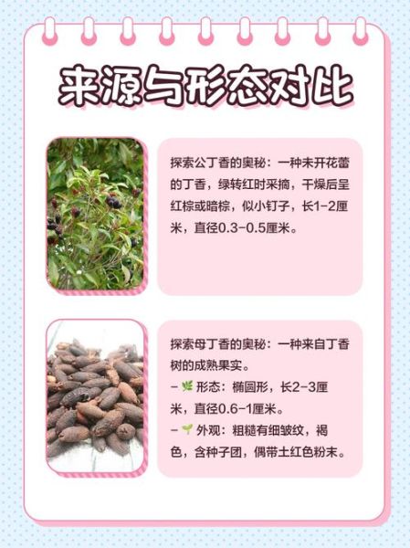 母丁香在卤水中的作用_母丁香用量多少克-第3张图片-山城妙识