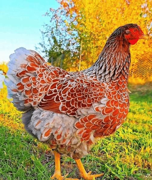 鸡的品种大全_鸡图片怎么拍好看-第3张图片-山城妙识 鸡的品种大全_鸡图片怎么拍好看-第3张图片-山城妙识