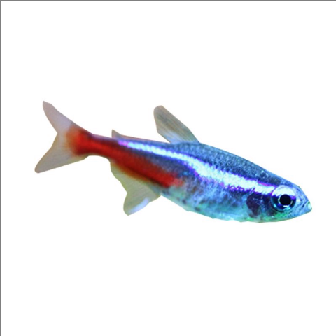 灯鱼好养吗_灯鱼饲养难度-第2张图片-山城妙识 灯鱼好养吗_灯鱼饲养难度-第2张图片-山城妙识