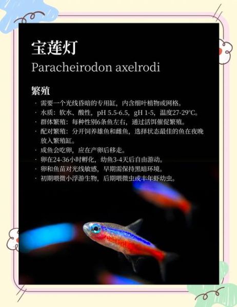 灯鱼好养吗_灯鱼饲养难度-第1张图片-山城妙识 灯鱼好养吗_灯鱼饲养难度-第1张图片-山城妙识