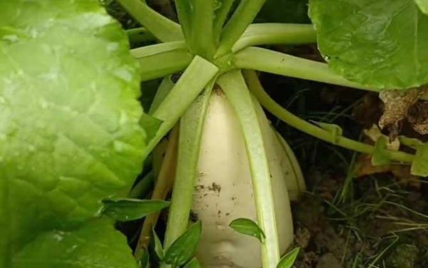 萝卜的拼音标准读法_萝卜怎么拼读才正确-第2张图片-山城妙识 萝卜的拼音标准读法_萝卜怎么拼读才正确-第2张图片-山城妙识