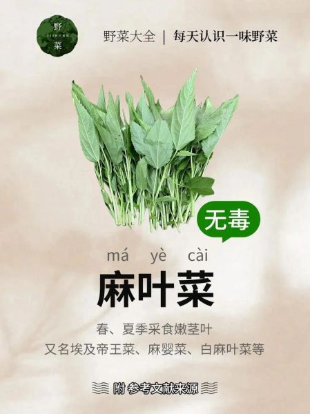 麻油叶是什么_麻油叶怎么吃-第3张图片-山城妙识 麻油叶是什么_麻油叶怎么吃-第3张图片-山城妙识