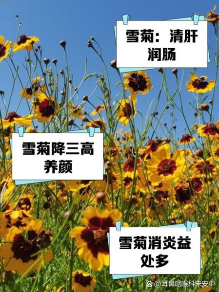 雪菊的功效与作用_雪菊能降血压吗-第2张图片-山城妙识 雪菊的功效与作用_雪菊能降血压吗-第2张图片-山城妙识