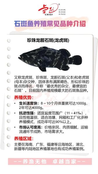 石斑鱼有哪些常见种类_如何区分东星斑与老虎斑-第3张图片-山城妙识 石斑鱼有哪些常见种类_如何区分东星斑与老虎斑-第3张图片-山城妙识