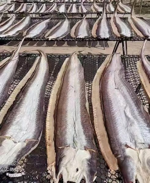 鳗鱼鲞和鳗鱼干的区别_哪个更好吃-第3张图片-山城妙识 鳗鱼鲞和鳗鱼干的区别_哪个更好吃-第3张图片-山城妙识