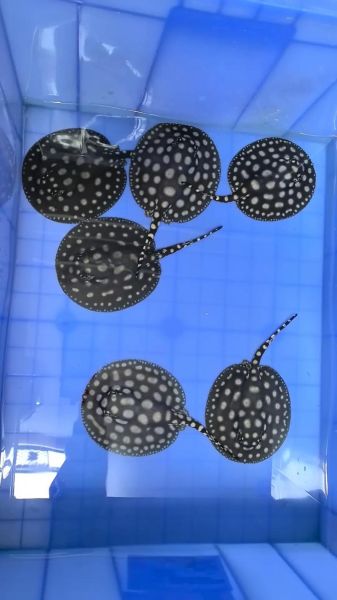 魟鱼图片大全_魟鱼品种怎么区分-第3张图片-山城妙识 魟鱼图片大全_魟鱼品种怎么区分-第3张图片-山城妙识