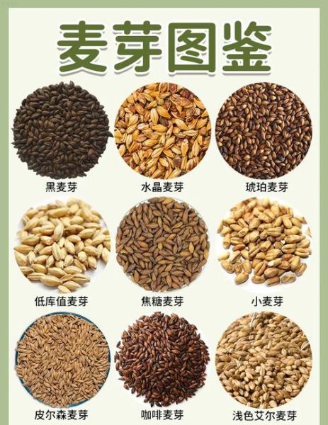麦芽的功效与作用_麦芽的主治功能-第2张图片-山城妙识