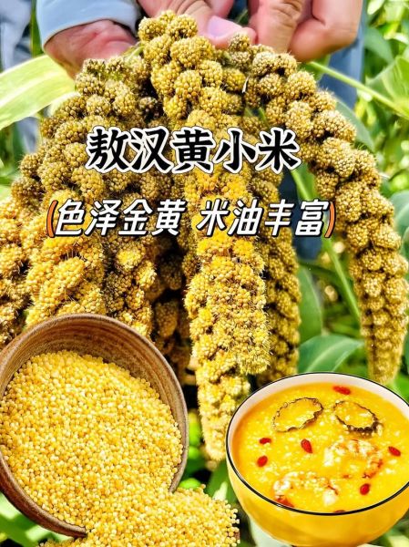 黄米的功效与作用_黄米怎么吃最养胃-第3张图片-山城妙识 黄米的功效与作用_黄米怎么吃最养胃-第3张图片-山城妙识