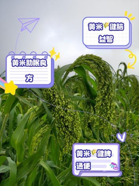 黄米的功效与作用_黄米怎么吃最养胃-第2张图片-山城妙识 黄米的功效与作用_黄米怎么吃最养胃-第2张图片-山城妙识