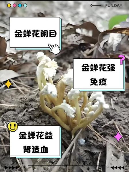 金蝉花有什么功效_金蝉花主治哪些病-第2张图片-山城妙识