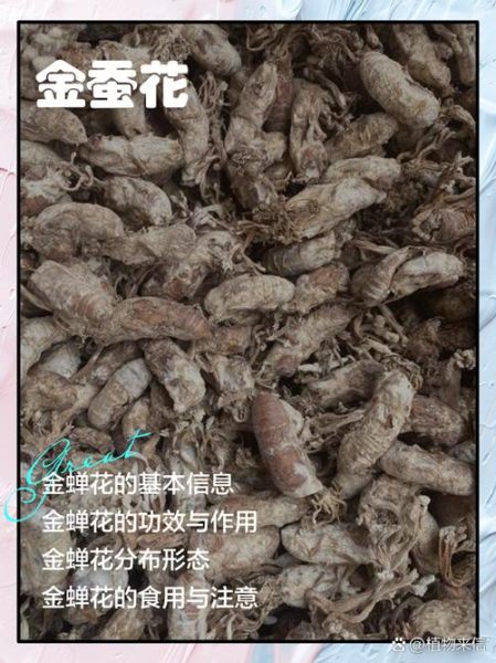 金蝉花有什么功效_金蝉花主治哪些病-第3张图片-山城妙识